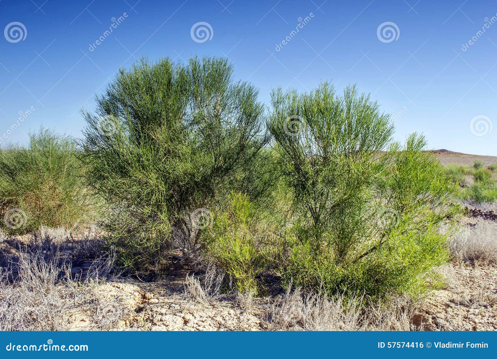 Vegetación de la estepa foto de archivo. Imagen de suelo - 57574416