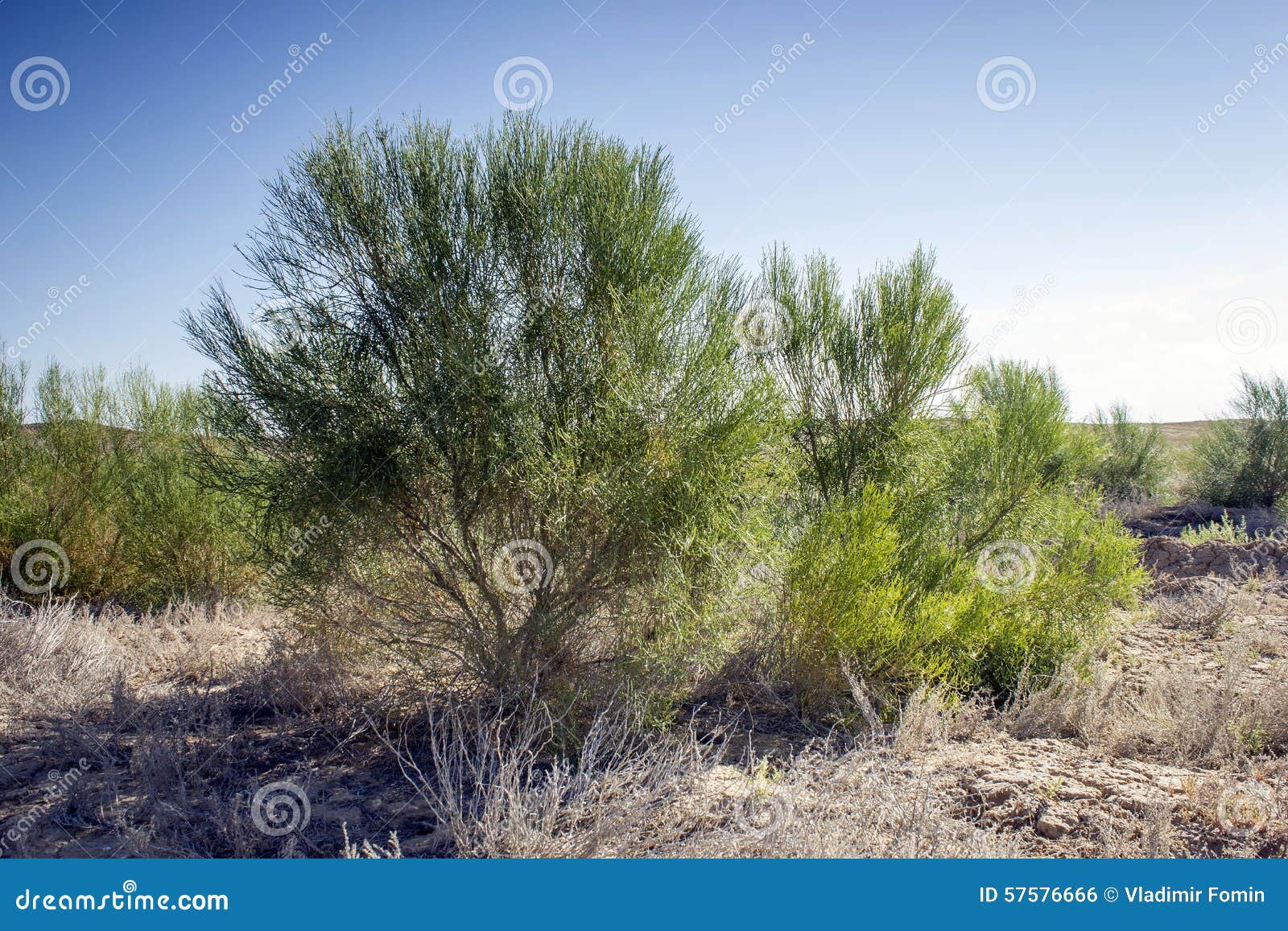 Vegetación de la estepa foto de archivo. Imagen de cargas - 57576666
