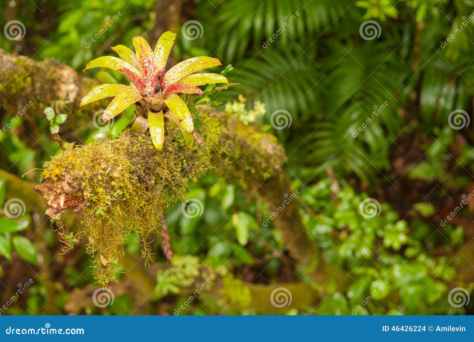 Vegetación De La Selva Tropical Foto de archivo - Imagen de bosque ...
