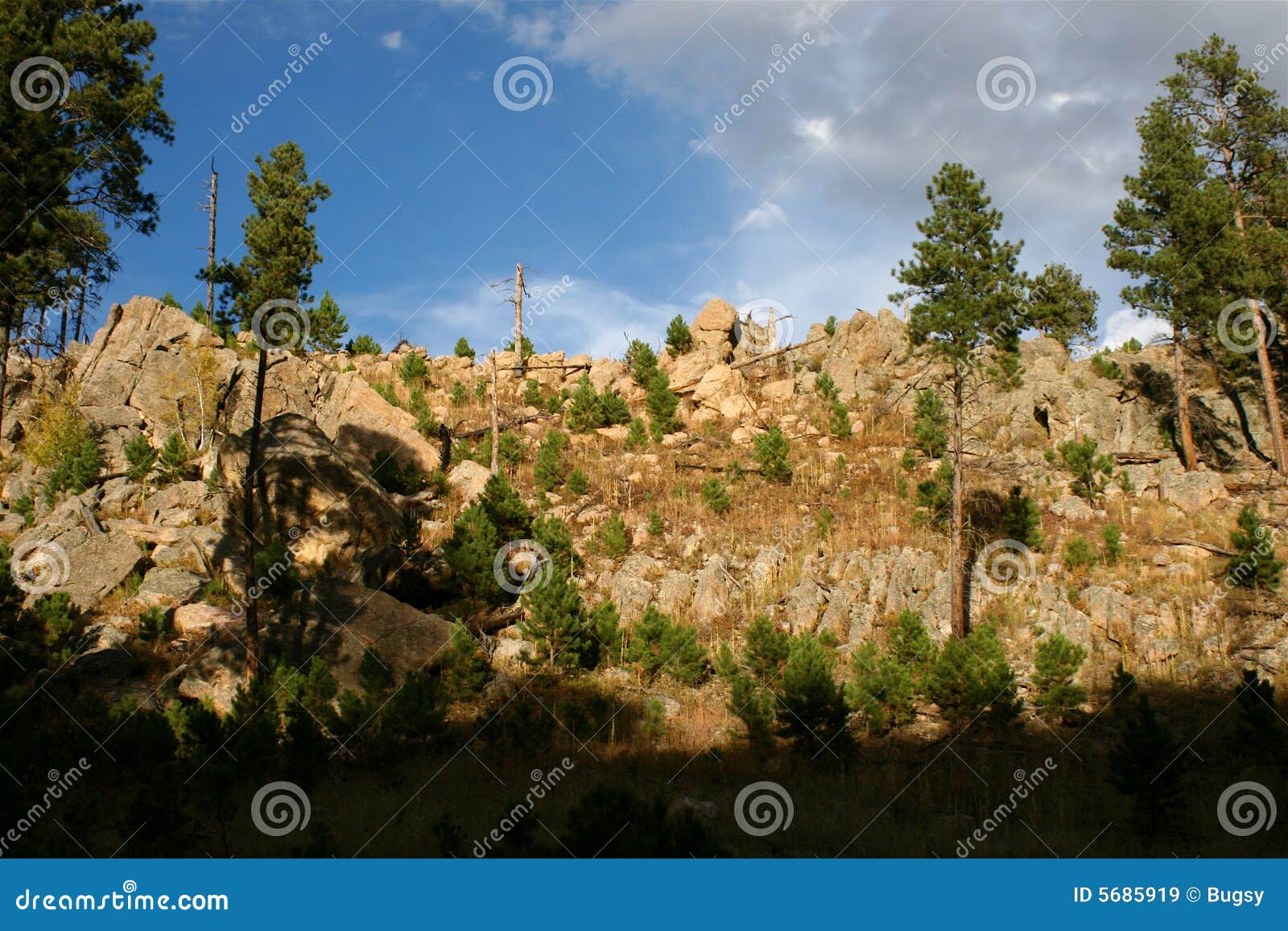 Vegetación Forestal Verde Y Cielo Azul Imagen de archivo - Imagen de ...