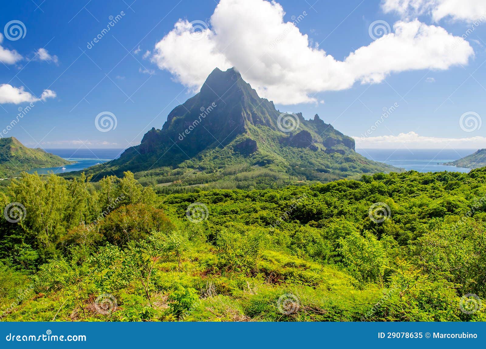 Vegetación Tropical Contra Un Azul Imagen de archivo - Imagen de color ...