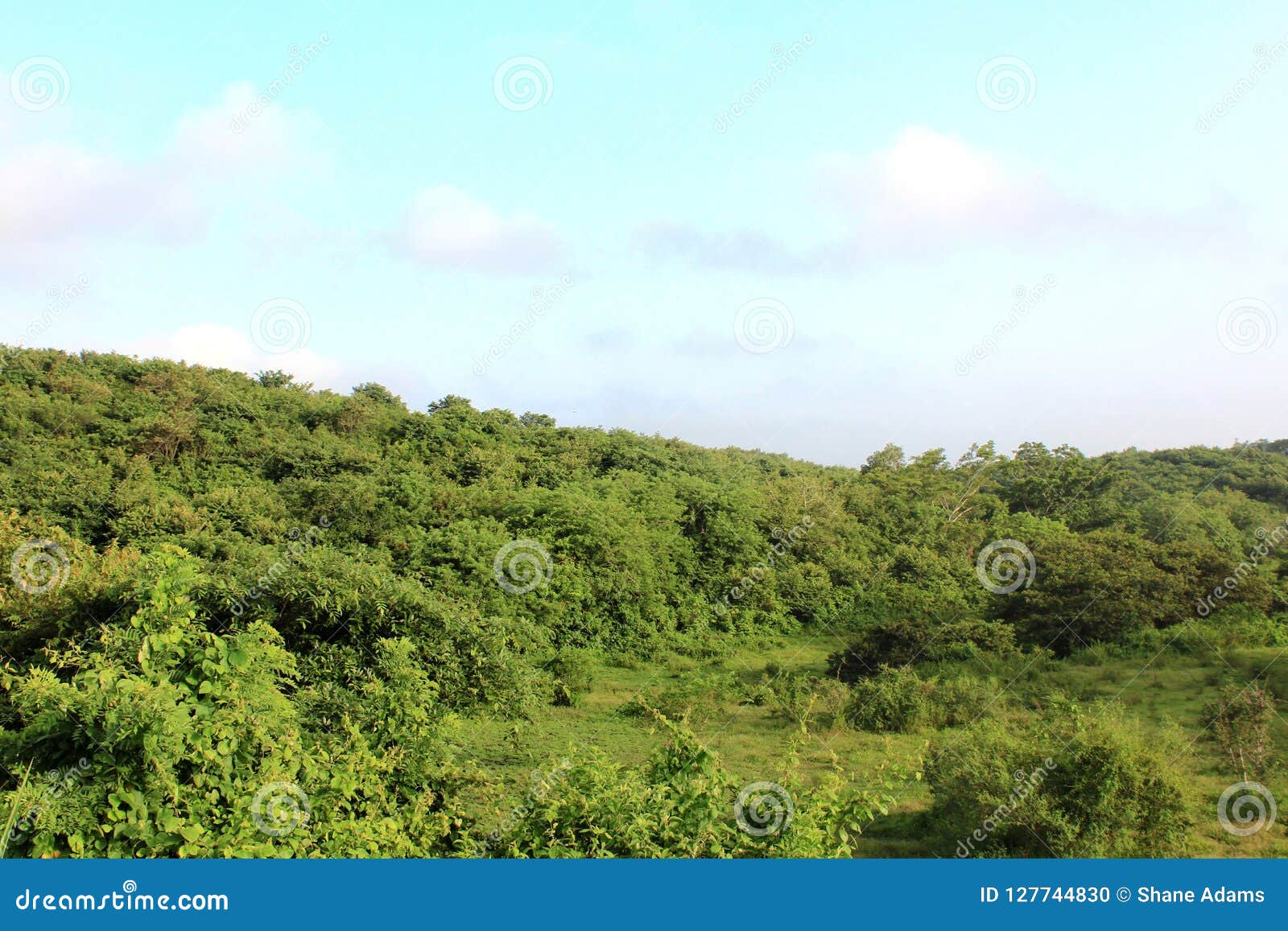 Vegetación Tropical En México Foto de archivo - Imagen de bosque ...