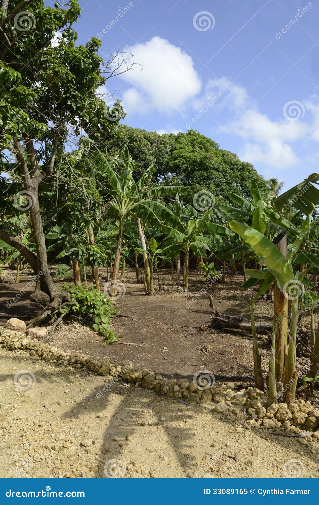 Vegetación tropical enorme imagen de archivo. Imagen de tropical - 33089165