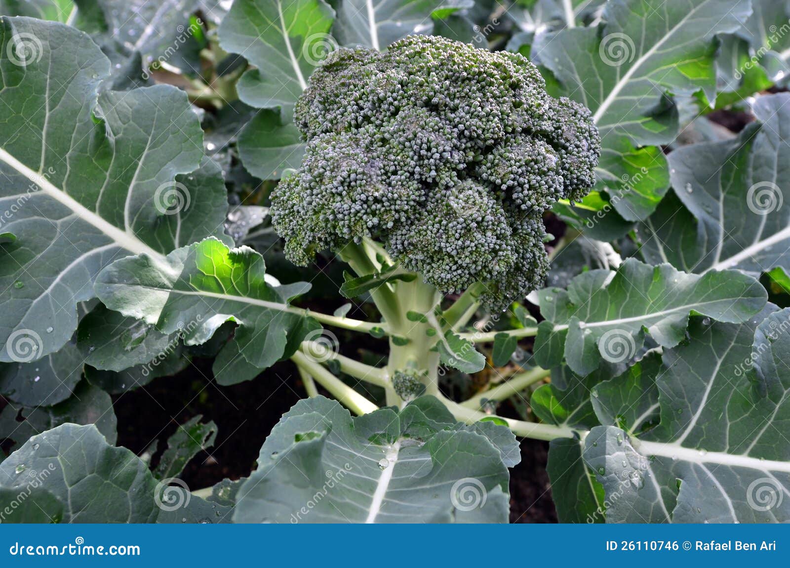 Vegetais - Planta Dos Bróculos Foto de Stock - Imagem de fazenda ...