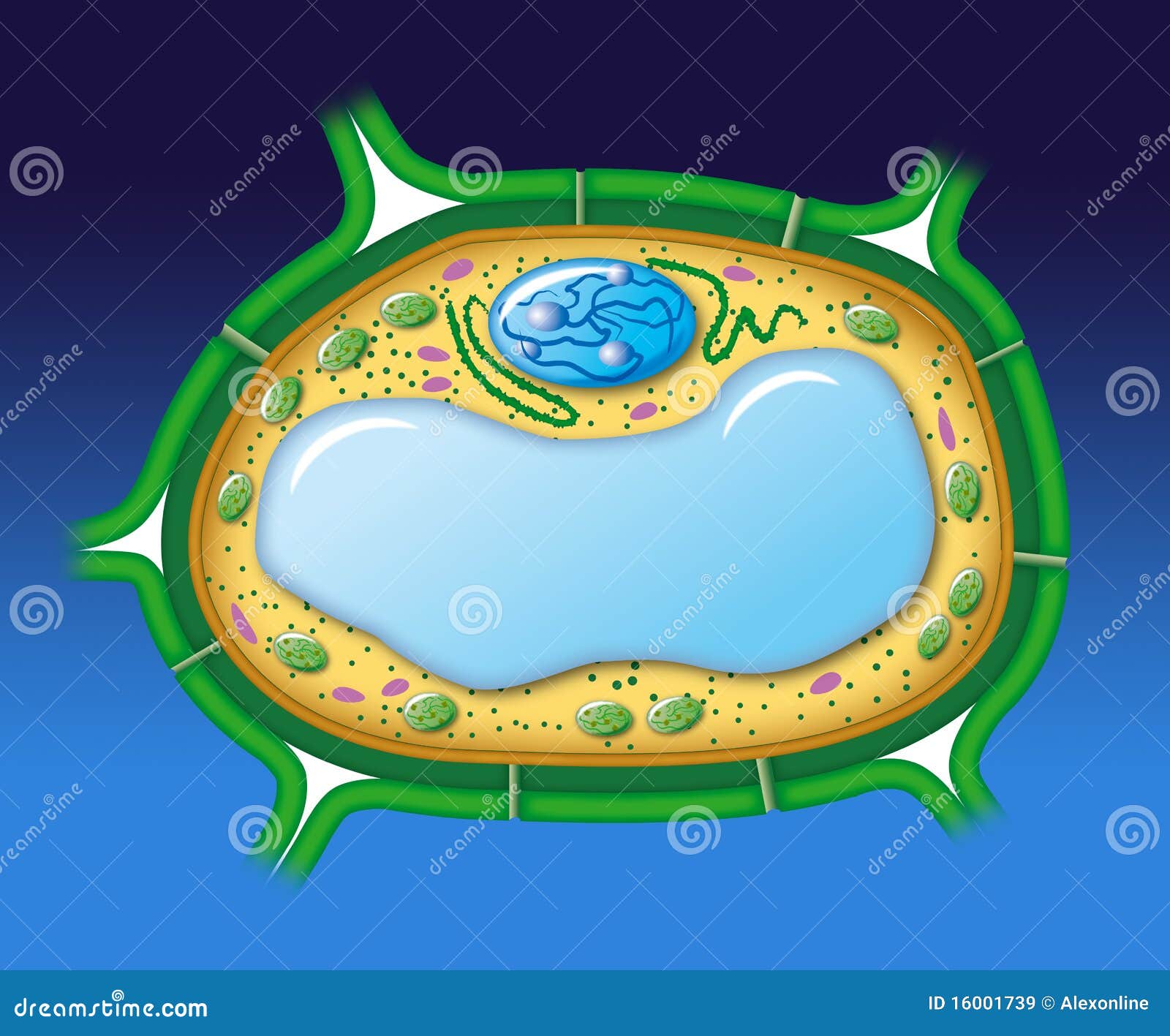 Vegetal cell stock illustration. Illustration of botany - 16001739