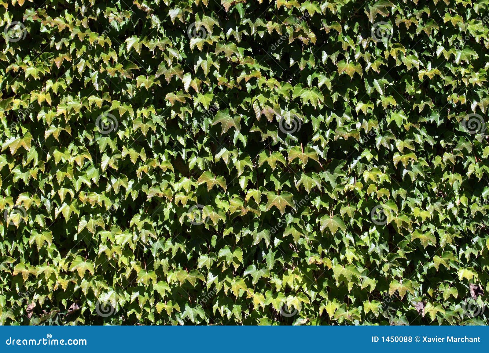 Vegetal texture stock photo. Image of color, leaf, background - 1450088