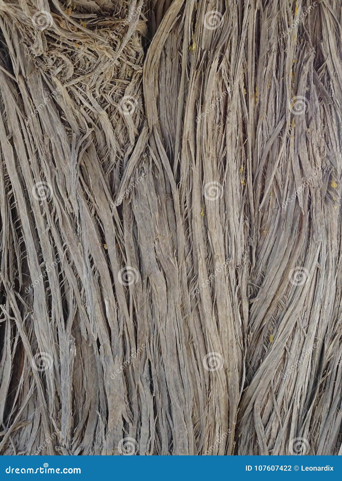 Vegetal texture stock photo. Image of wood, hard, tree - 107607422