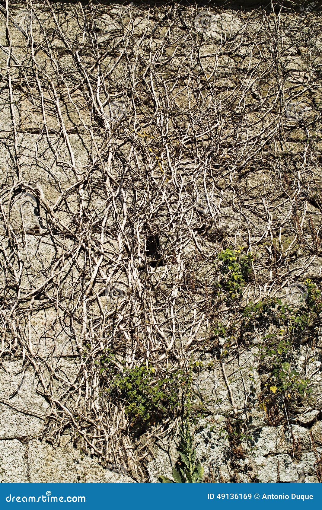 Vegetal texture stock image. Image of spain, gritty, shaggy - 49136169