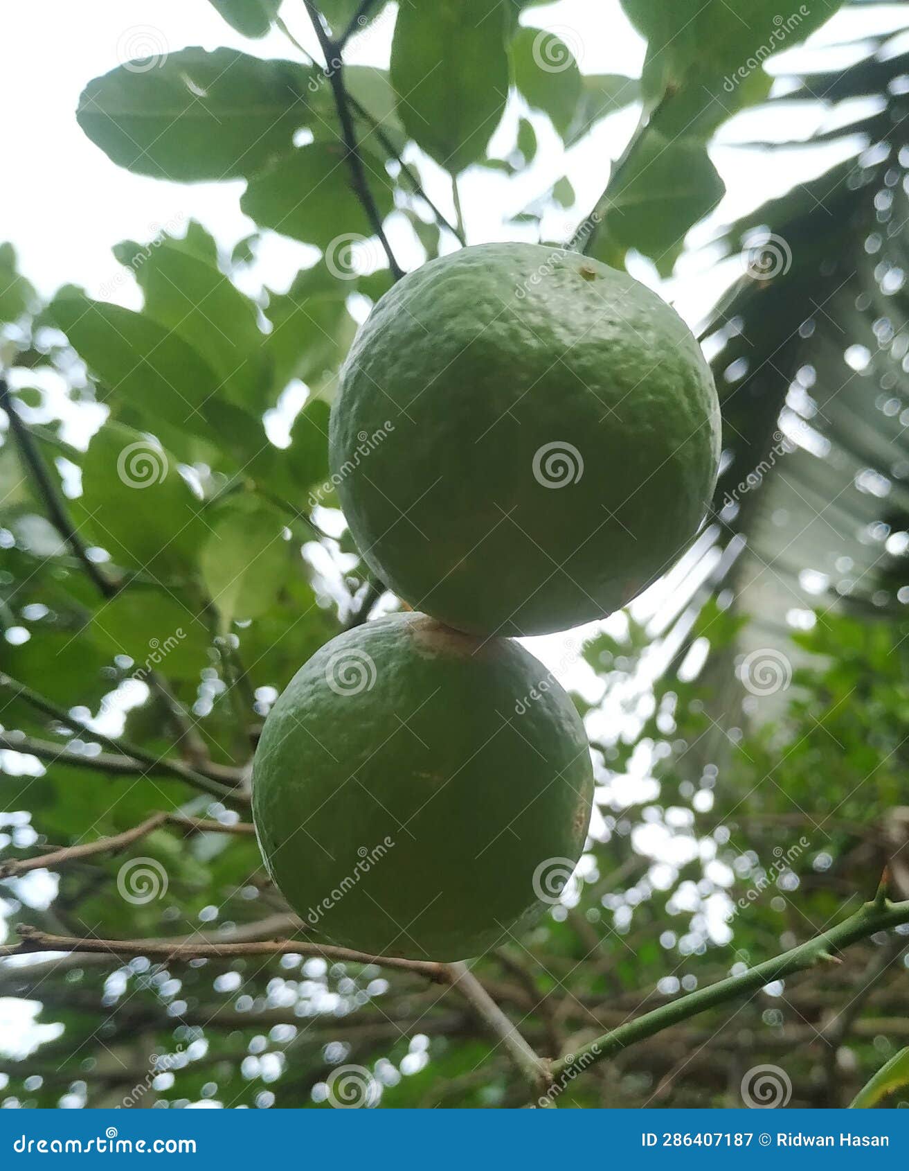Vegetarian lime stock image. Image of shrub, leaf, fruit - 286407187