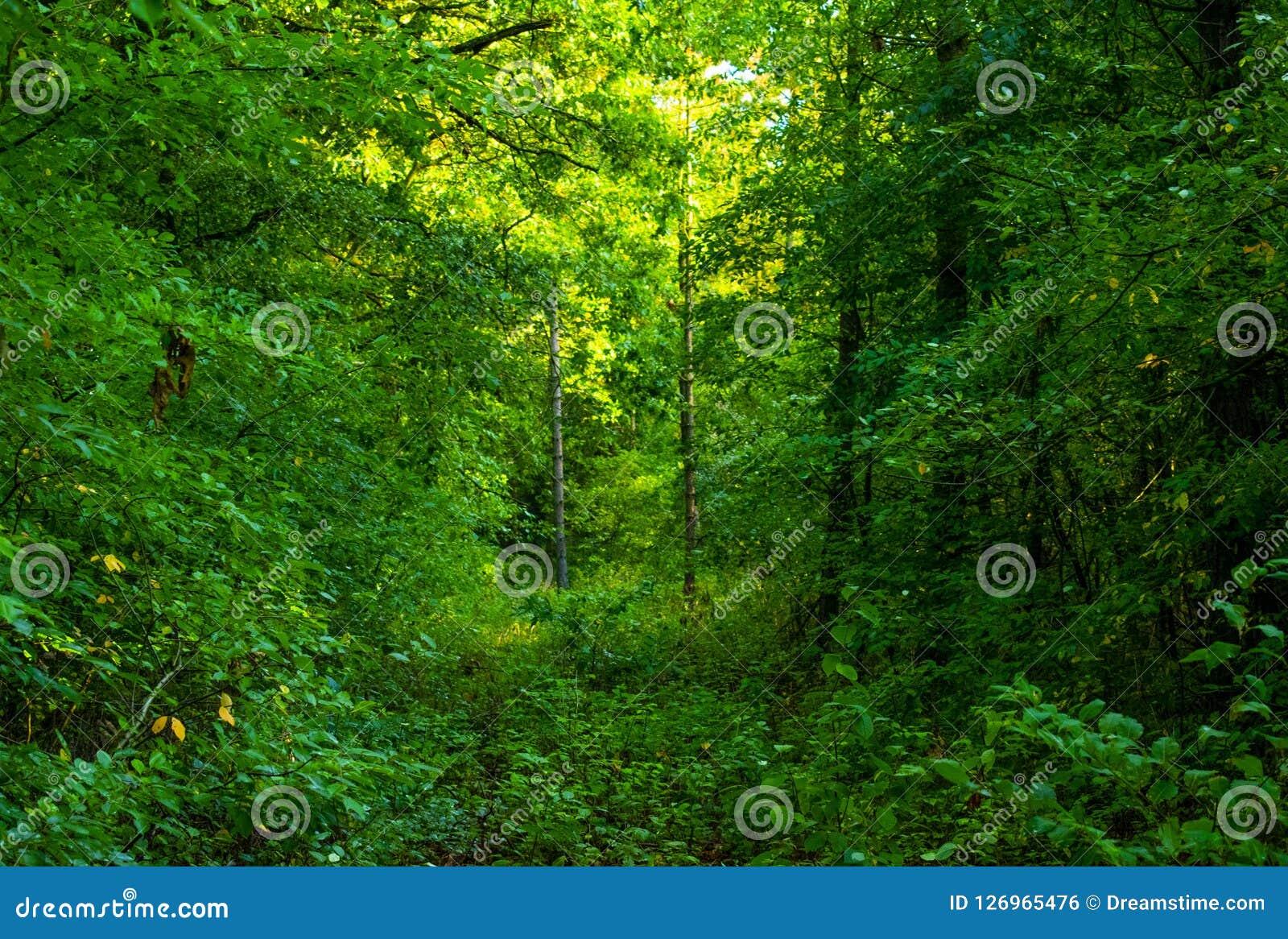 Vegetated Path through Trees in the Forrest Stock Photo - Image of ...