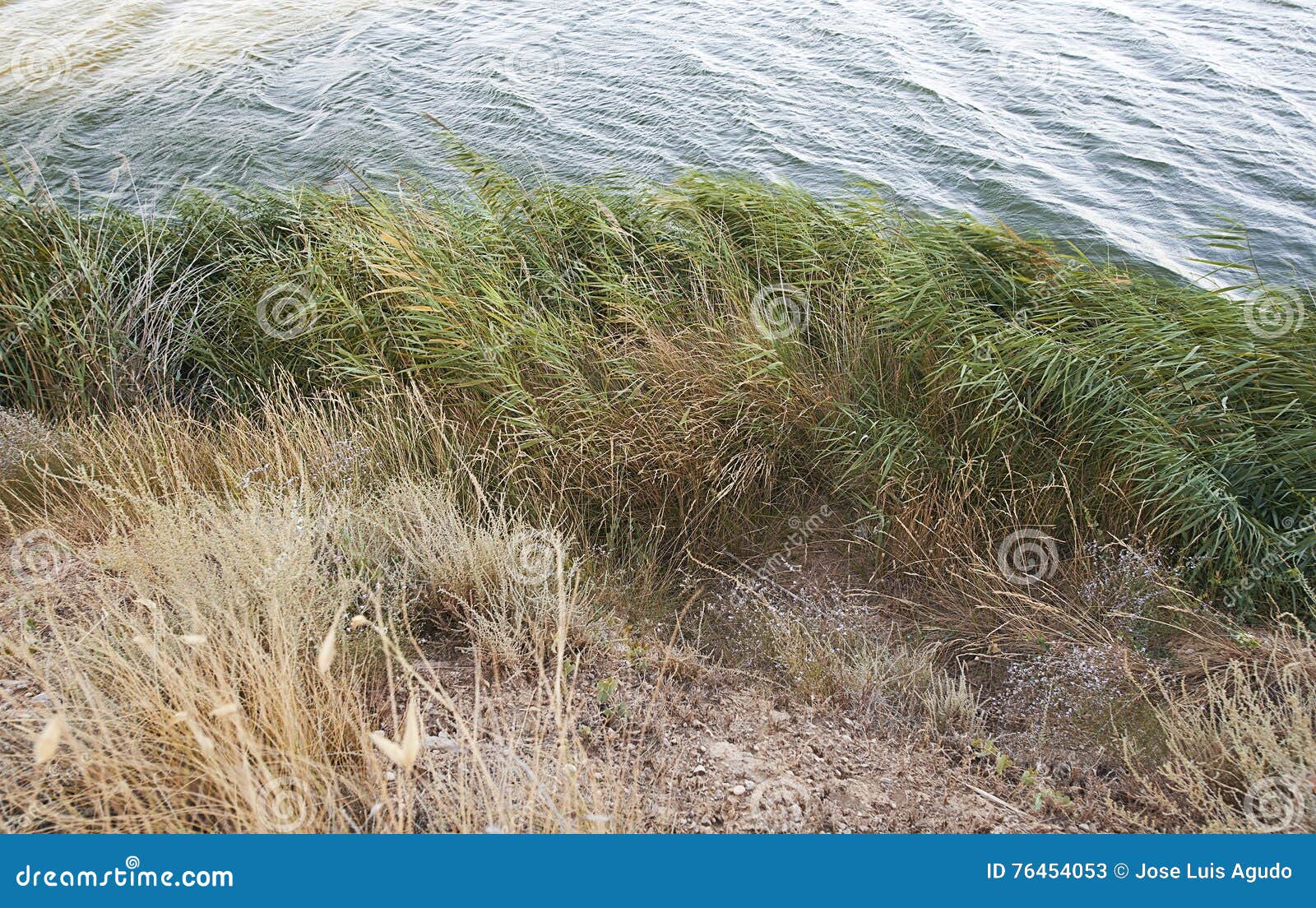 Vegetation Along the Water of a River Stock Image - Image of healthy ...