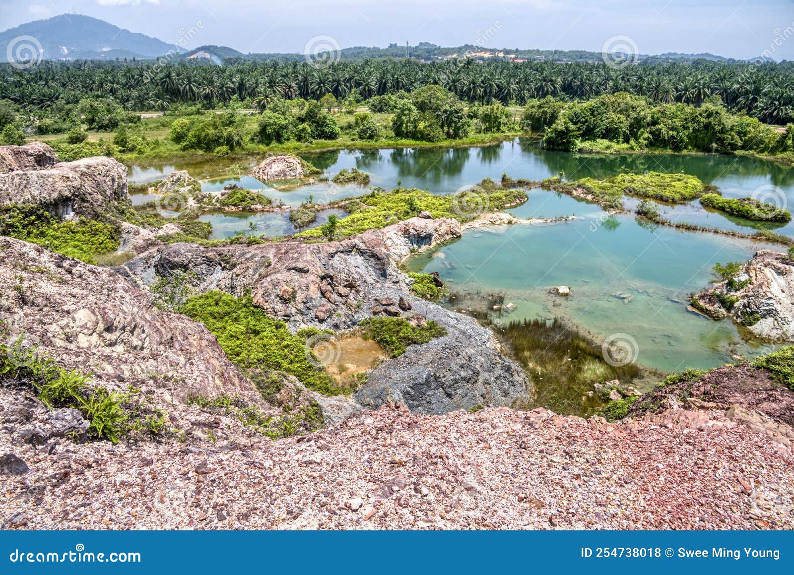 Vegetation Around the Abandoned Mine Pond. Stock Photo - Image of pool ...