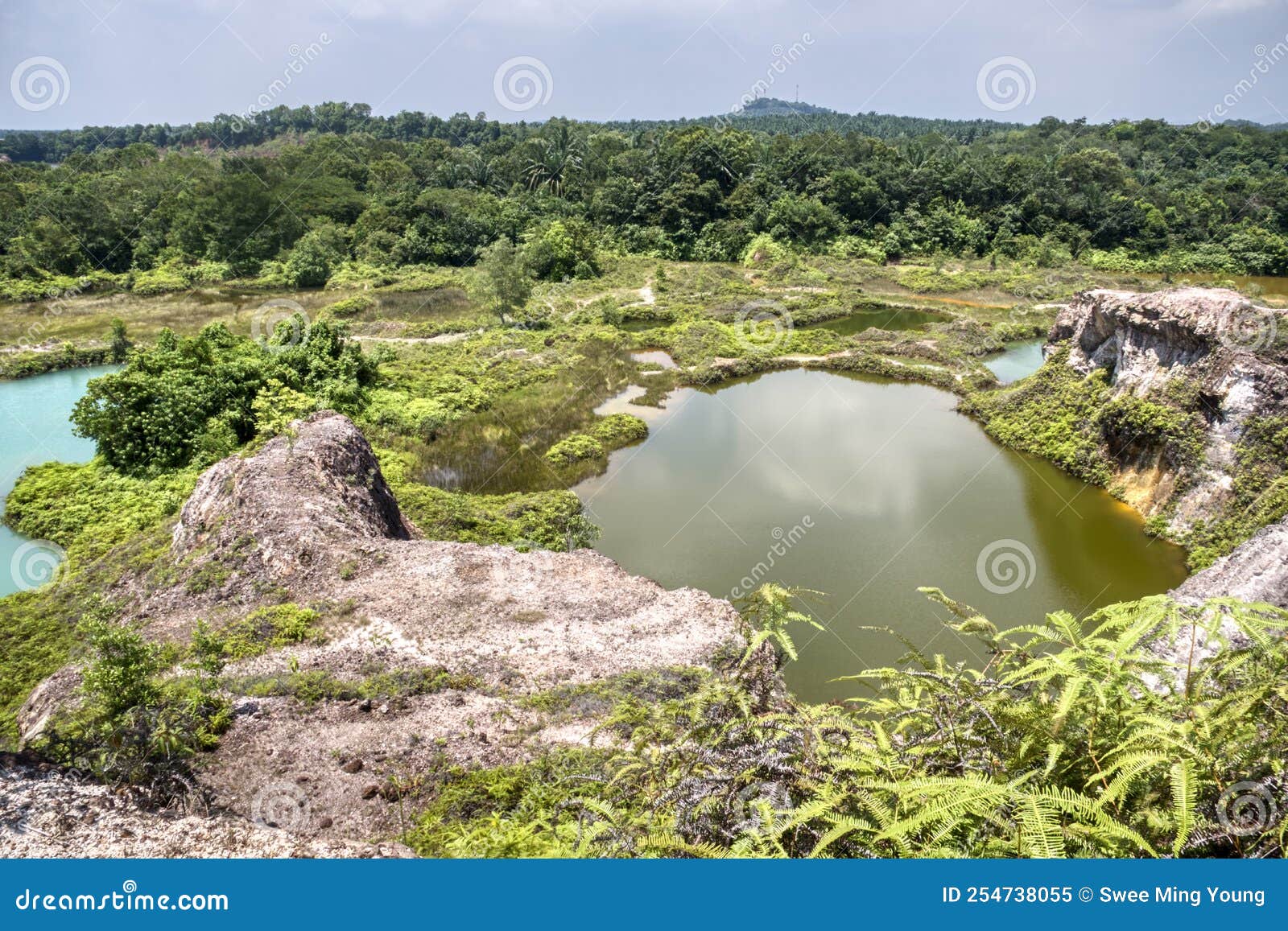 Vegetation Around the Abandoned Mine Pond. Stock Image - Image of ...