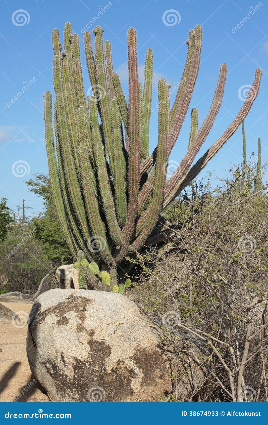Vegetation of Aruba, ABC Islands Stock Image - Image of tourism, flora ...