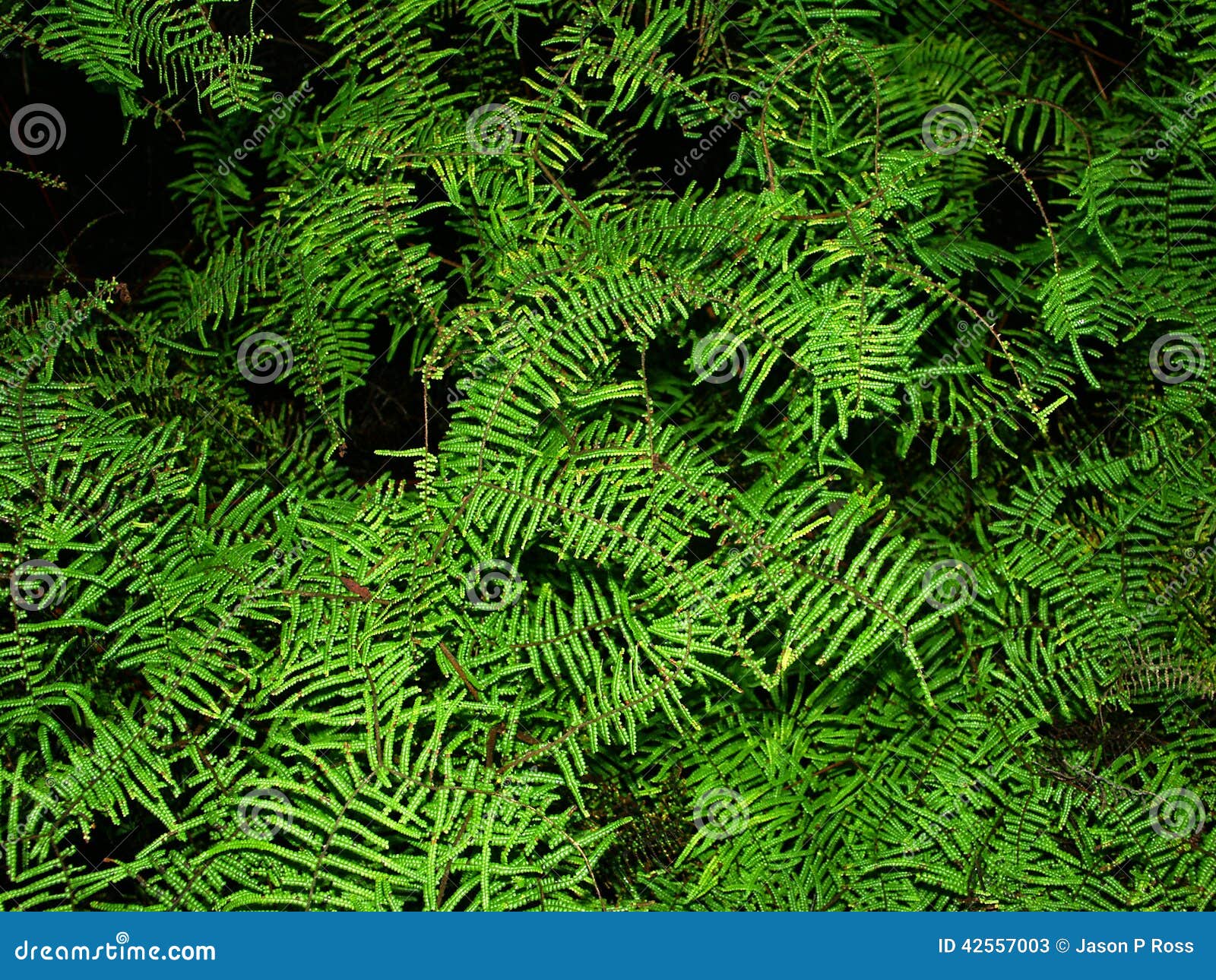 Vegetation Background stock image. Image of plant, understory - 42557003