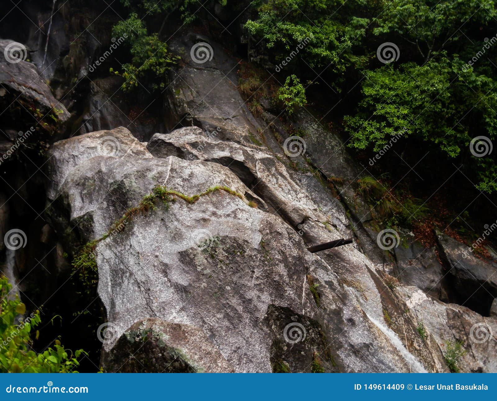 Vegetation on Bare Rock: Adaptation Stock Image - Image of bare, park ...