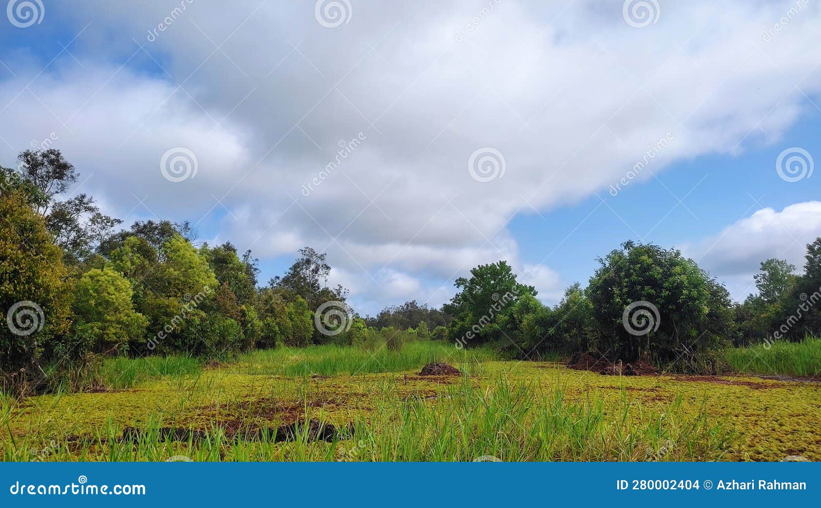 Vegetation in Borneo S Tropical Rain Forest Swamp Stock Photo - Image ...