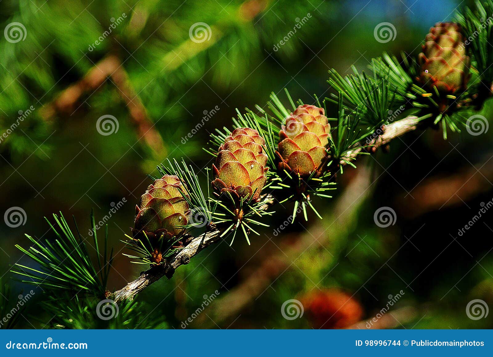 Vegetation, Branch, Pine Family, Larch Picture. Image: 98996744