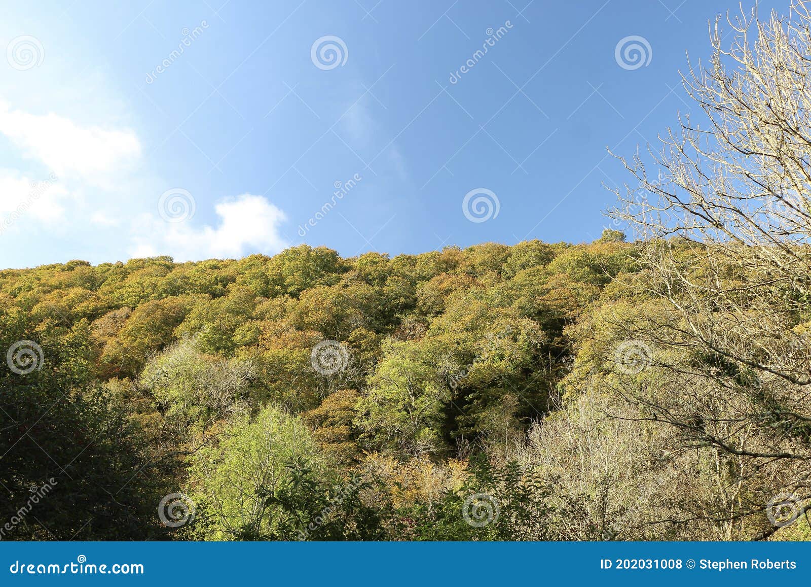 Vegetation on the Cliffside of Heddon Valley in North Devon Stock Photo ...