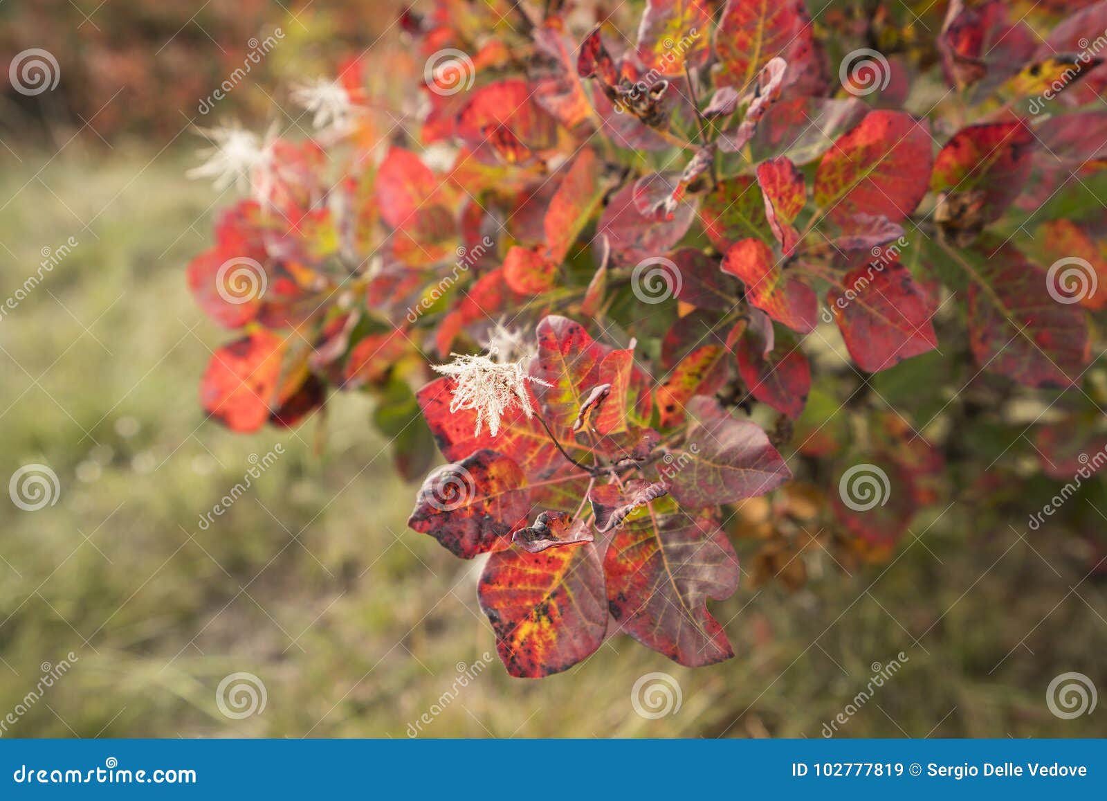 The Vegetation Colors in Autumn Stock Image - Image of bushes, flowing ...