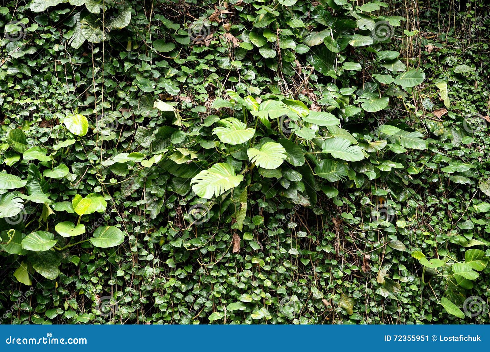 Vegetation of Cuba stock image. Image of plant, cuba - 72355951
