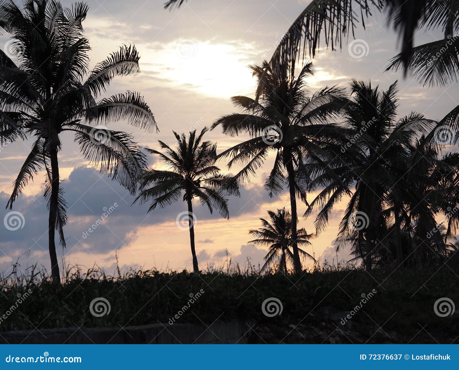 Vegetation of Cuba stock image. Image of tropical, sand - 72376637