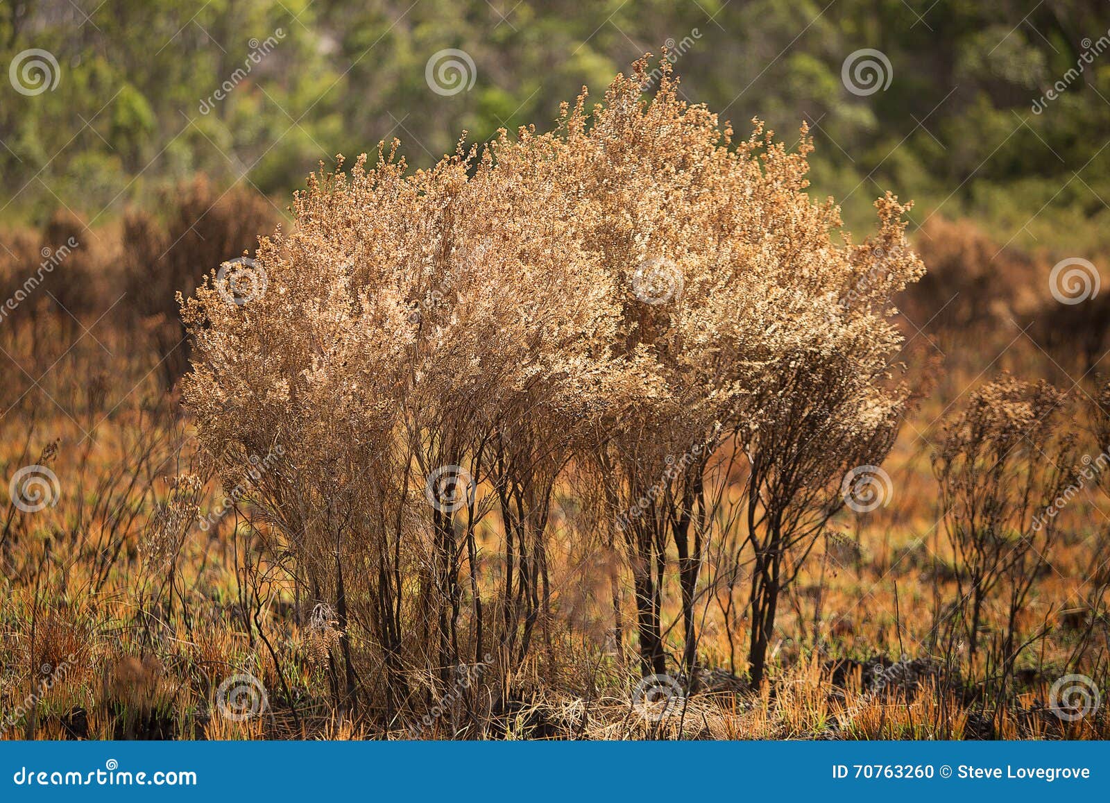 Vegetation Damaged by Bushfire Stock Photo - Image of branch, shrubland ...