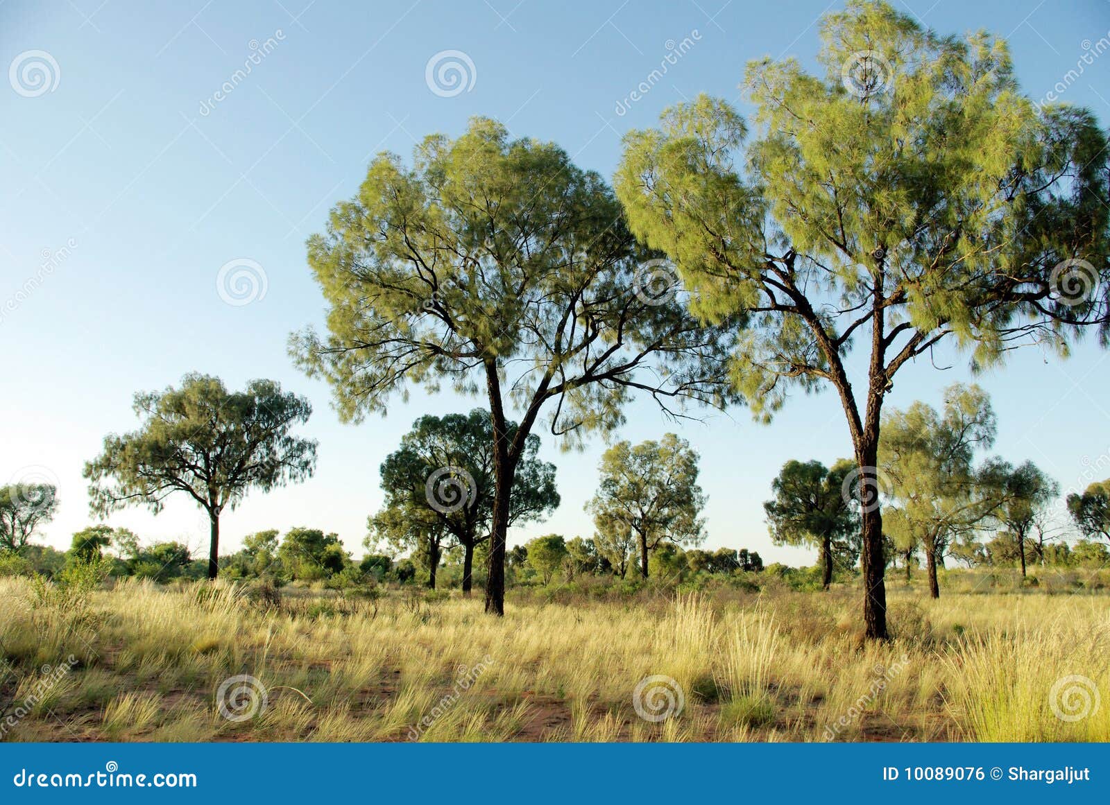 Vegetation in Desert - Australia Stock Photo - Image of plant ...