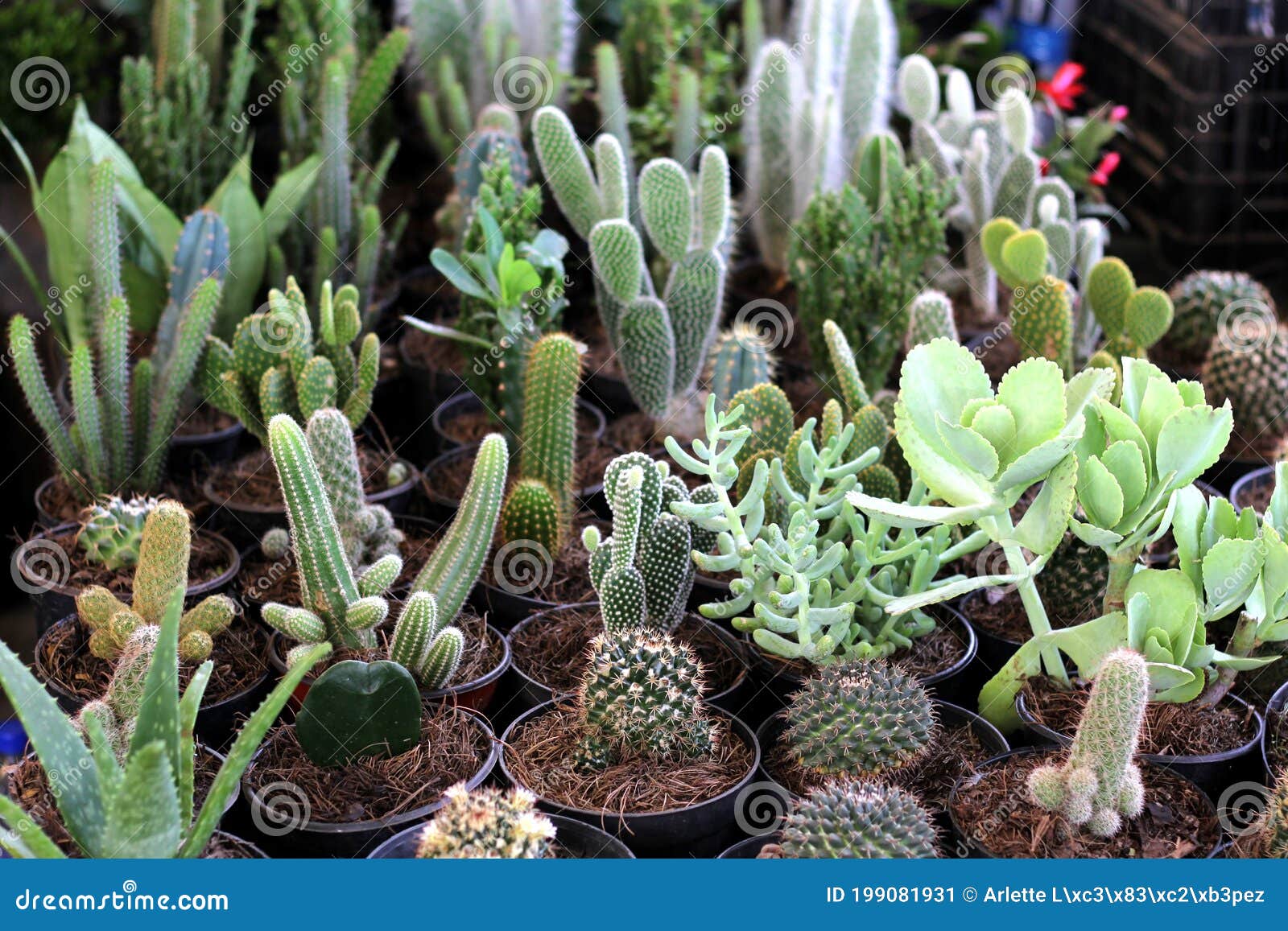 Vegetation of Desert Ecosystem, Cacti and Succulents in Pots Stock ...