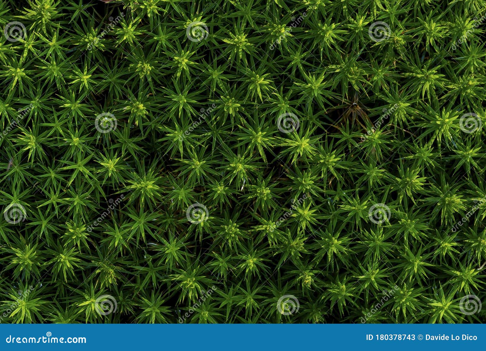 Vegetation Detail in the Undergrowth Stock Image - Image of outdoors ...