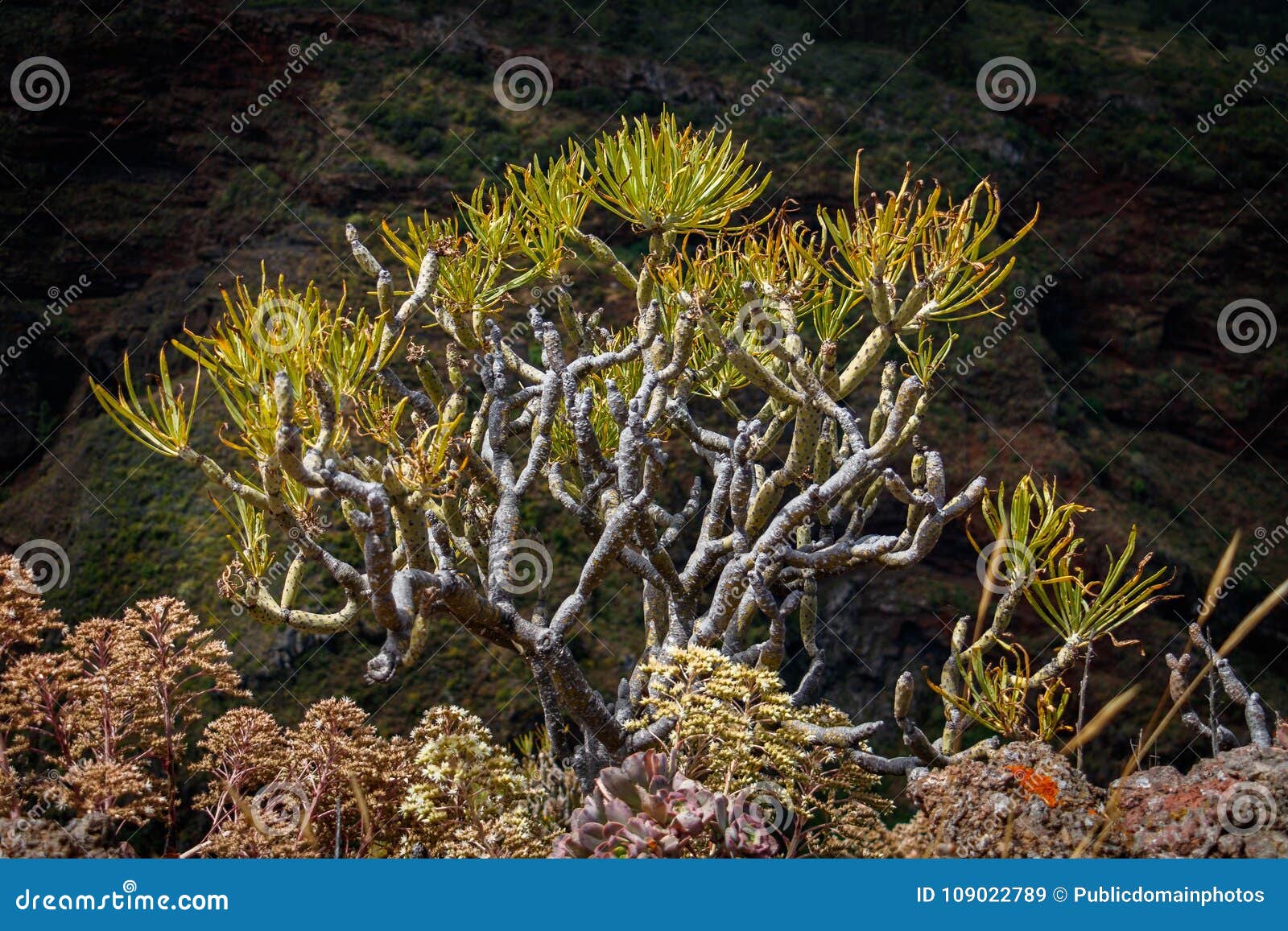 Vegetation, Ecosystem, Flora, Plant Picture. Image: 109022789