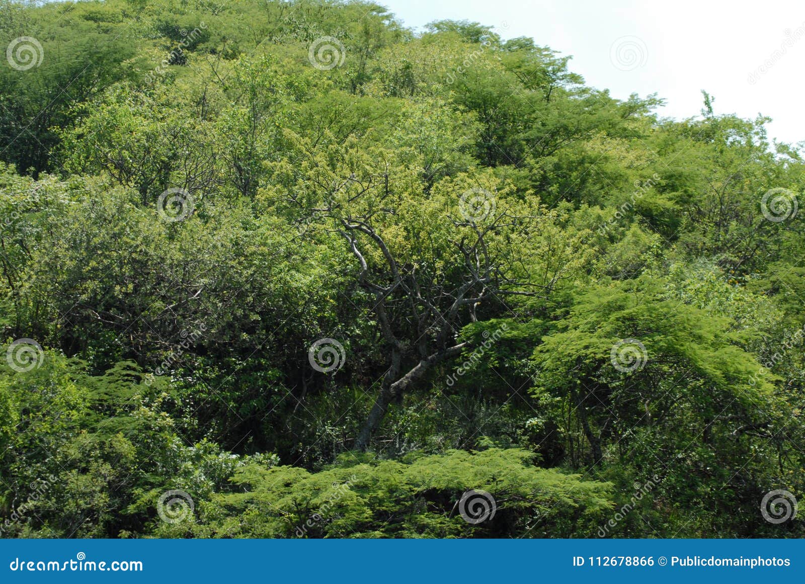 Vegetation, Ecosystem, Nature Reserve, Forest Picture. Image: 112678866