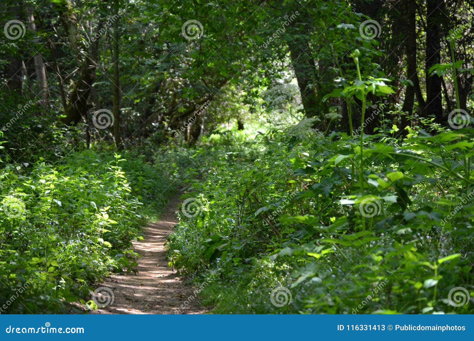 Vegetation, Ecosystem, Nature Reserve, Woodland Picture. Image: 116331413