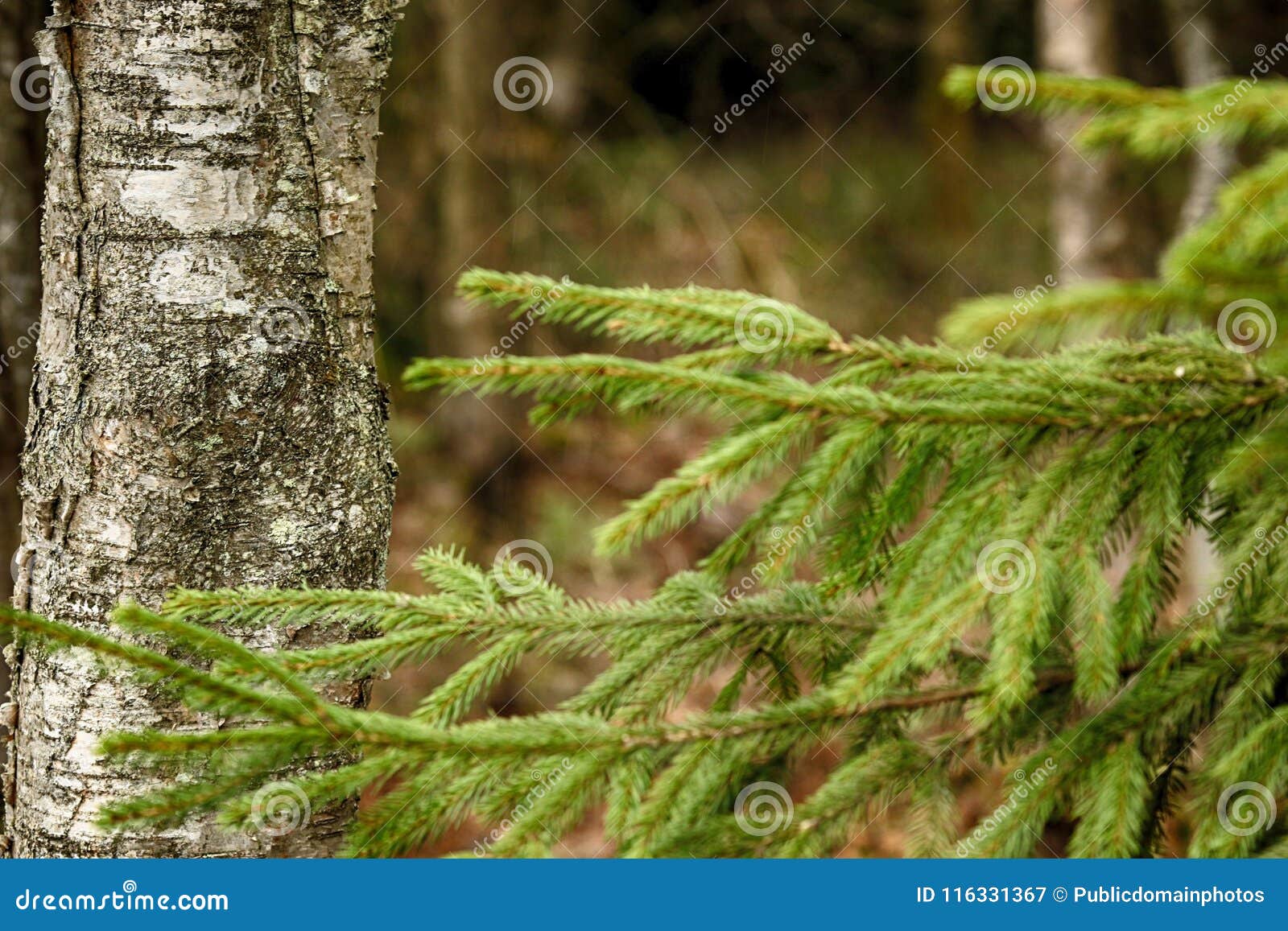 Vegetation, Ecosystem, Spruce Fir Forest, Tree Picture. Image: 116331367