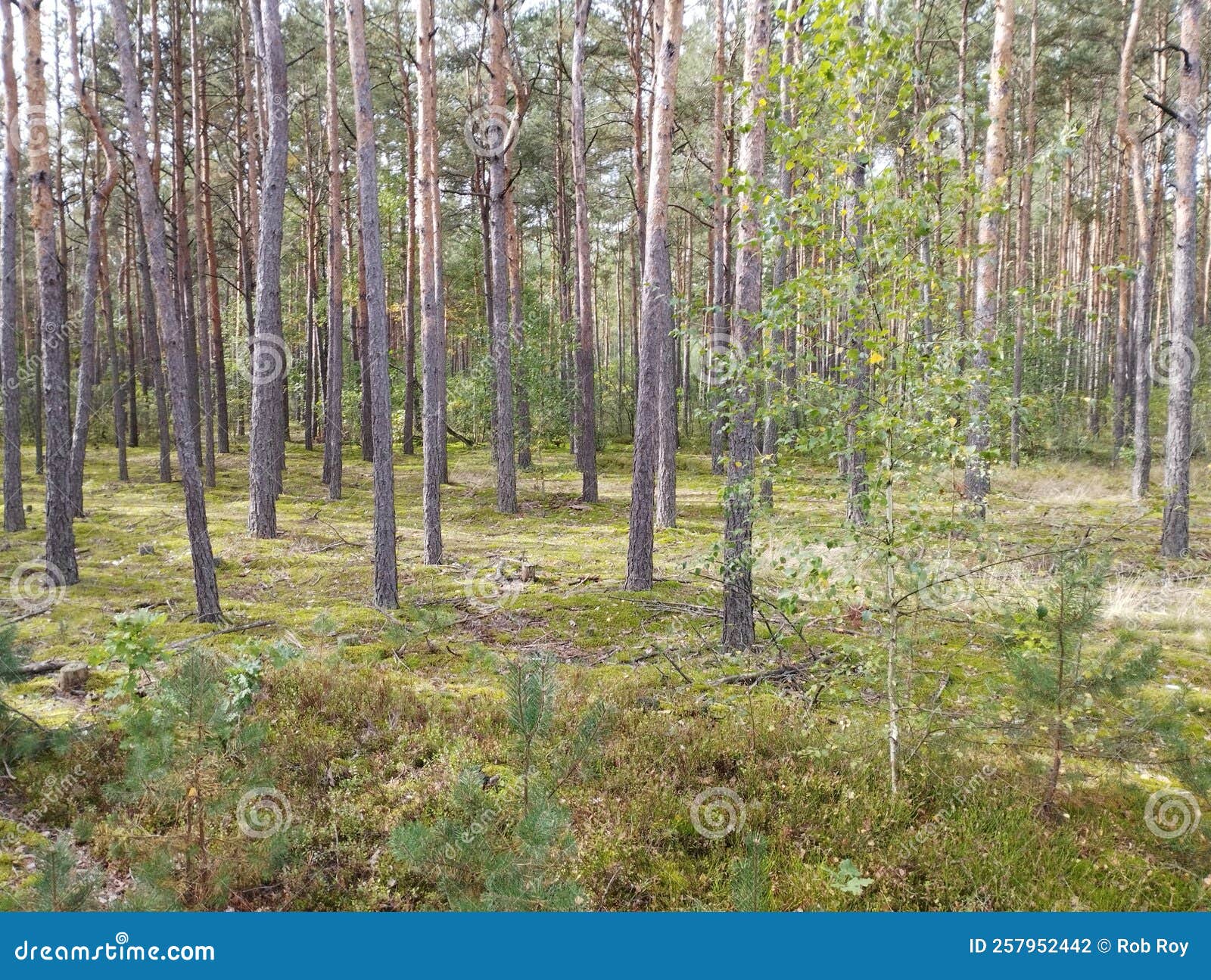 Forest edge stock photo. Image of wilderness, trail - 257952442