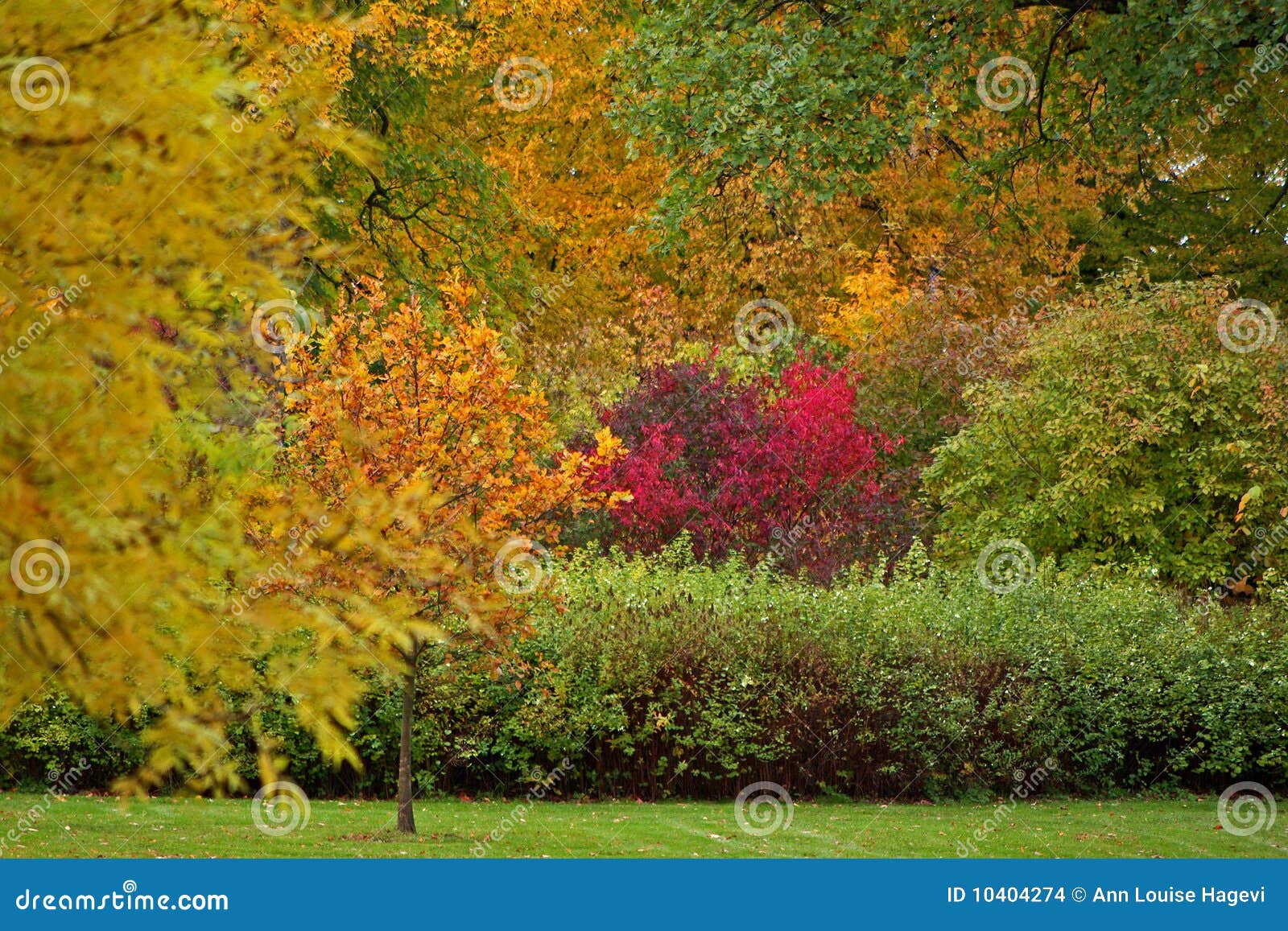 Vegetation in fall stock photo. Image of park, autumn - 10404274