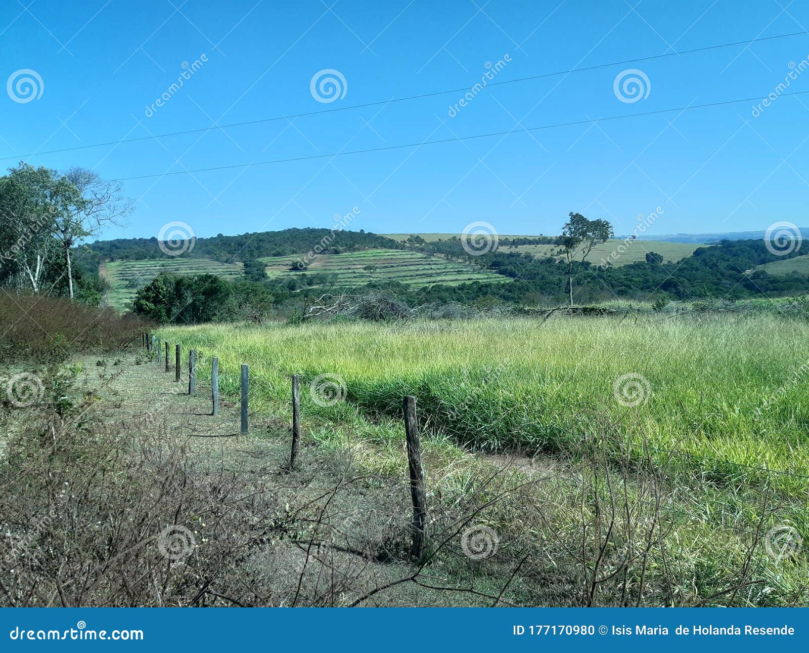 Vegetation farm stock photo. Image of nature, pasture - 177170980