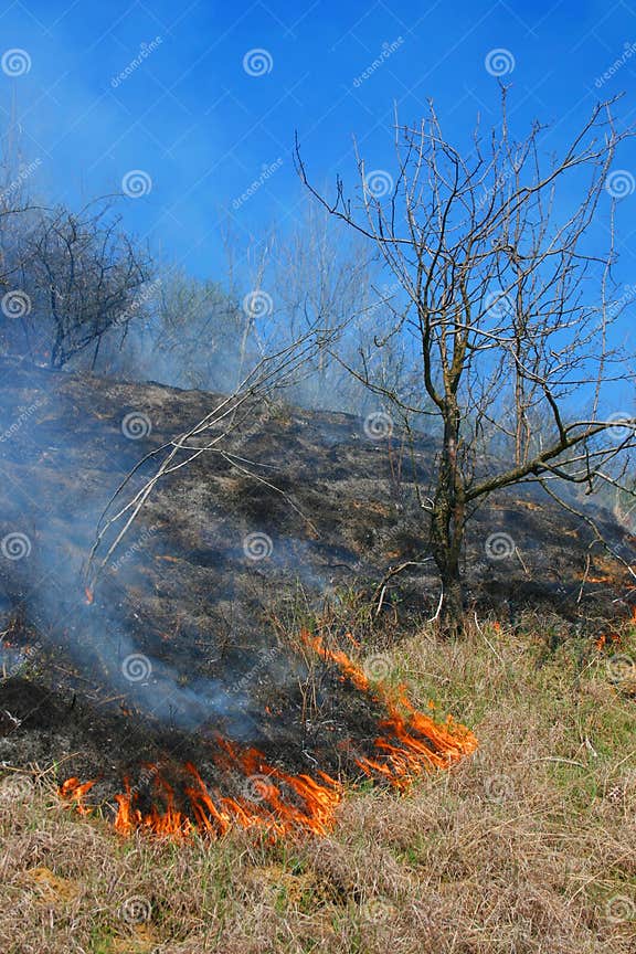 Vegetation fire stock photo. Image of summer, droplet - 29625580