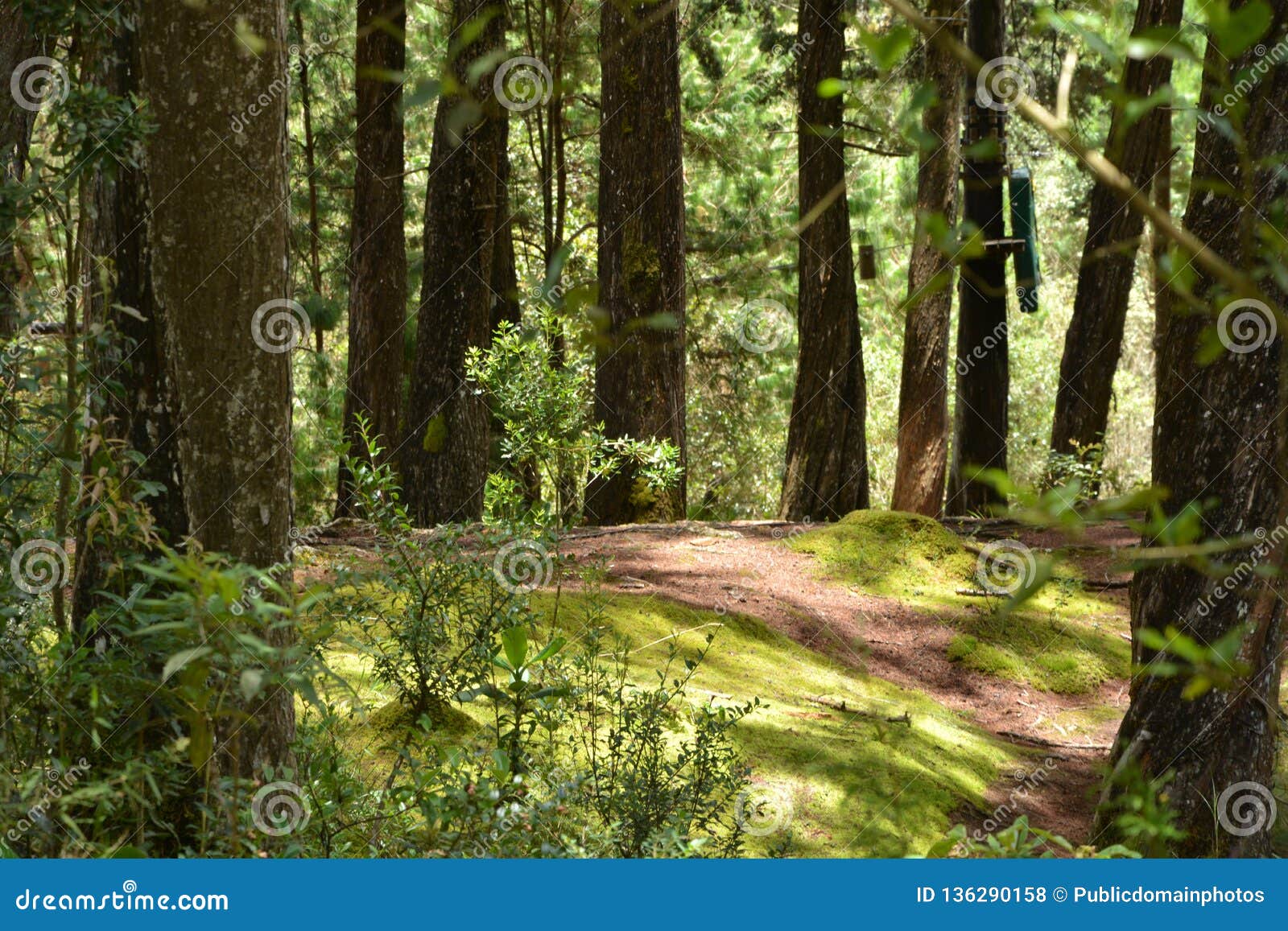 Vegetation, Forest, Ecosystem, Woodland Picture. Image: 136290158
