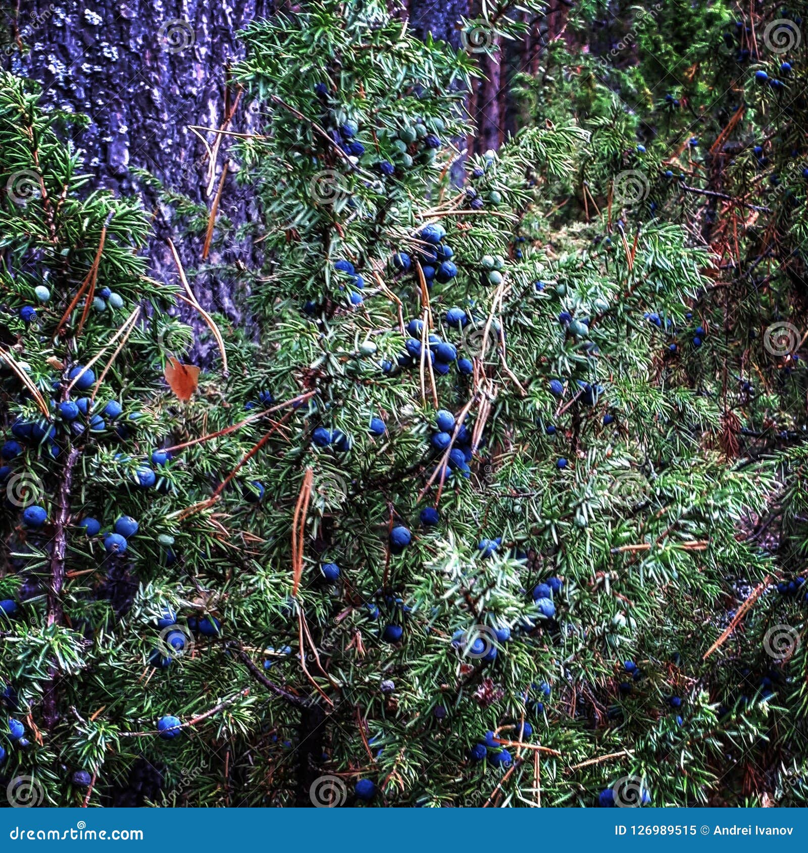 Juniper stock image. Image of vegetation, juniper, nature - 126989515