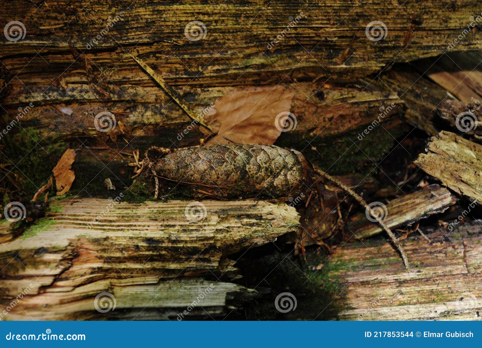 Vegetation on the Forest Soil Stock Photo - Image of texture, humus ...