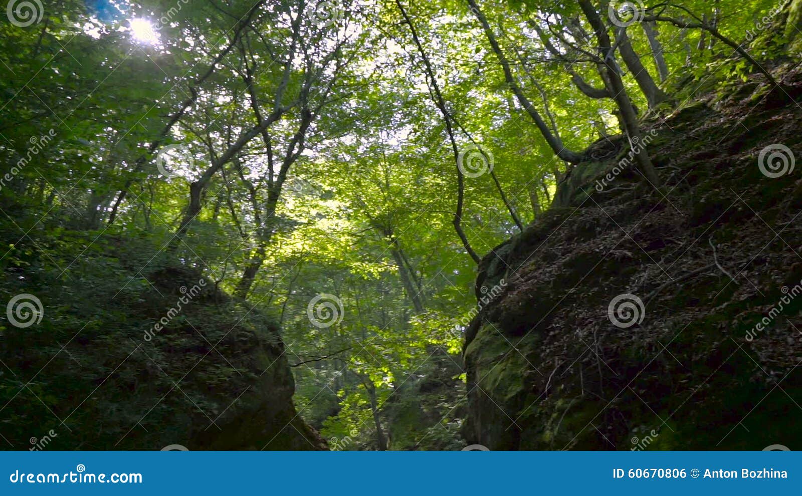 Vegetation of the Gorge stock footage. Video of tree - 60670806