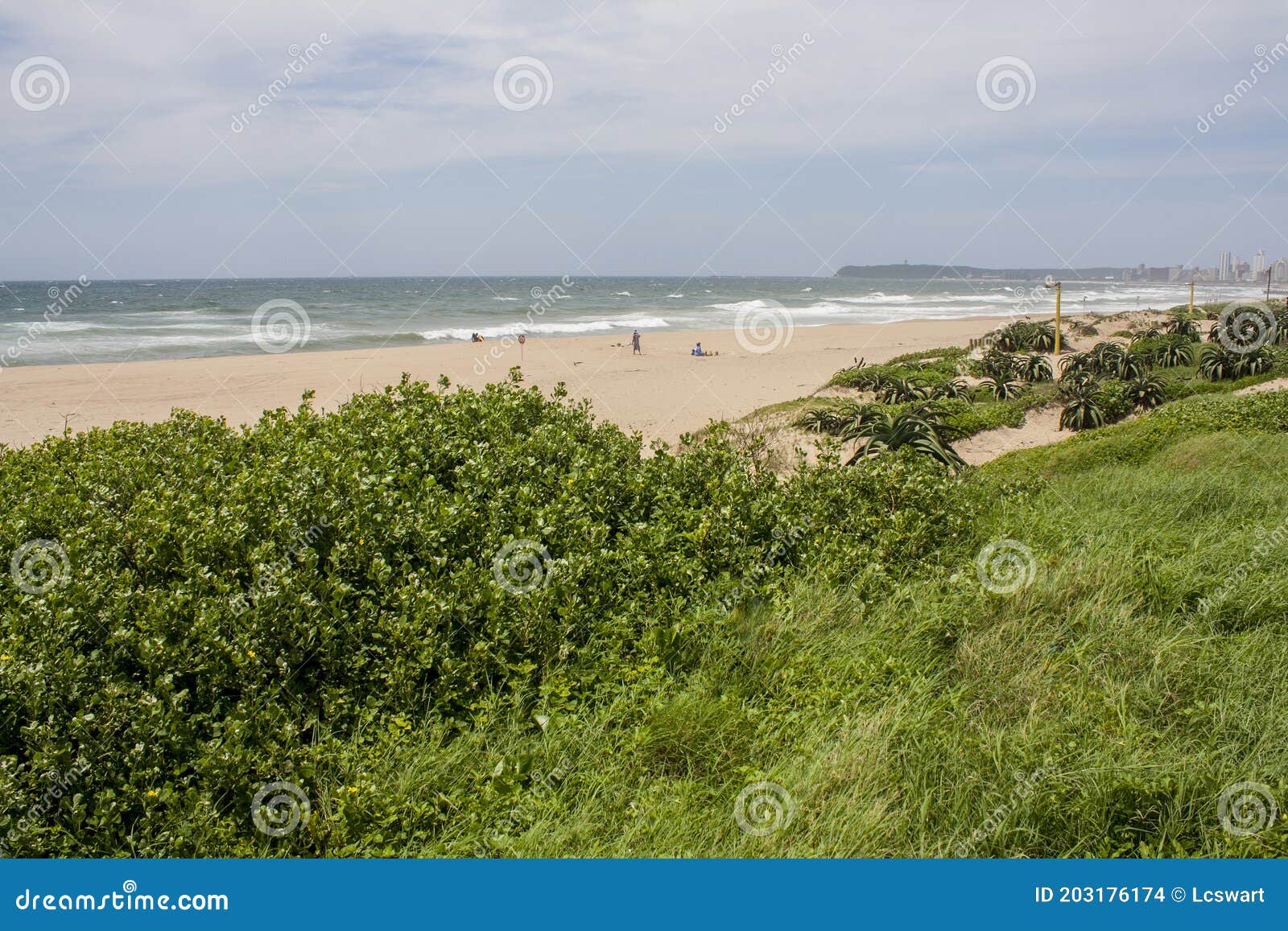 Vegetation Growing on the Dunes of a Sparsely Populated Beach Stock ...