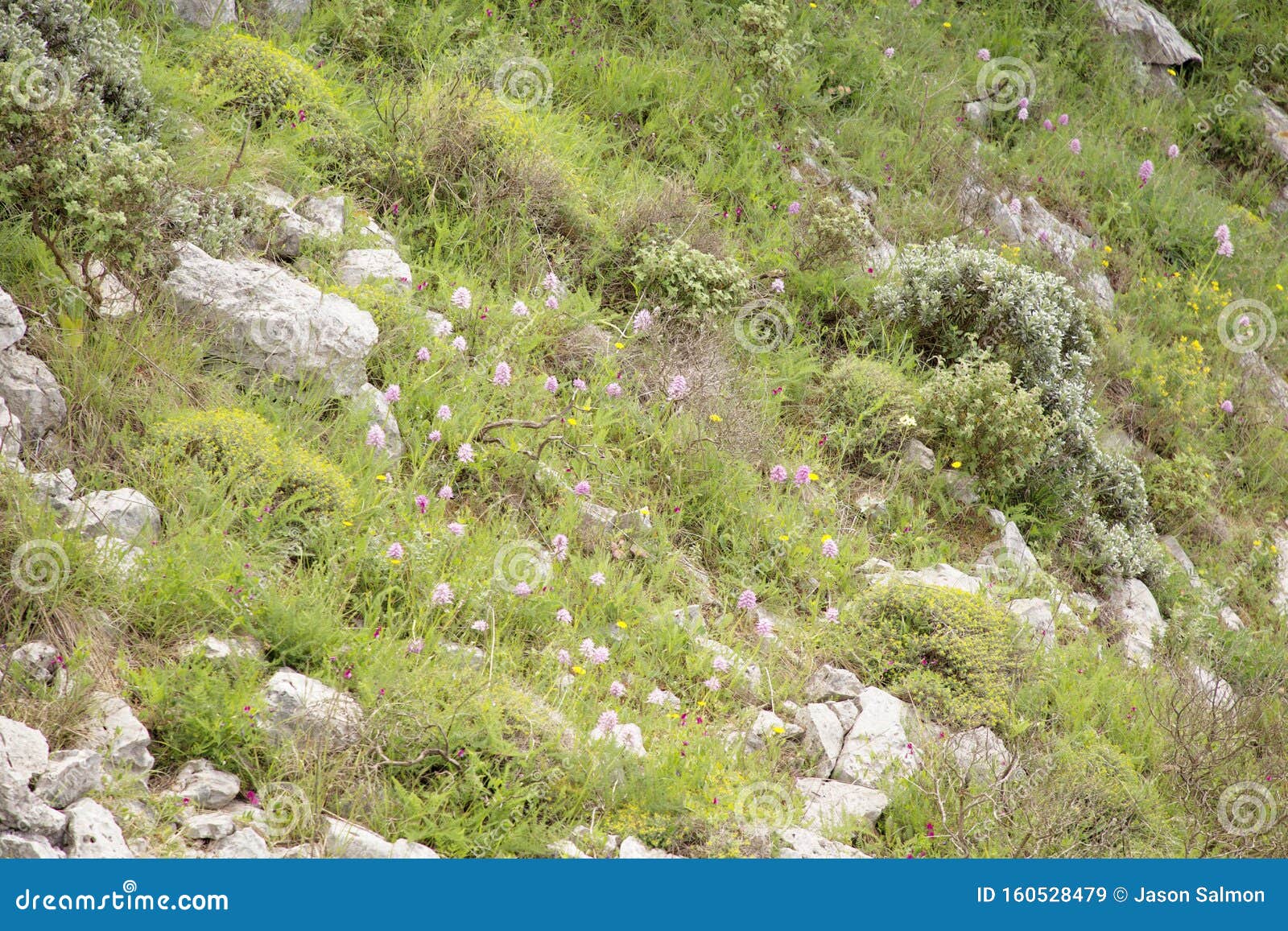 Vegetation Growing on a Mountain Stock Image - Image of outdoors ...