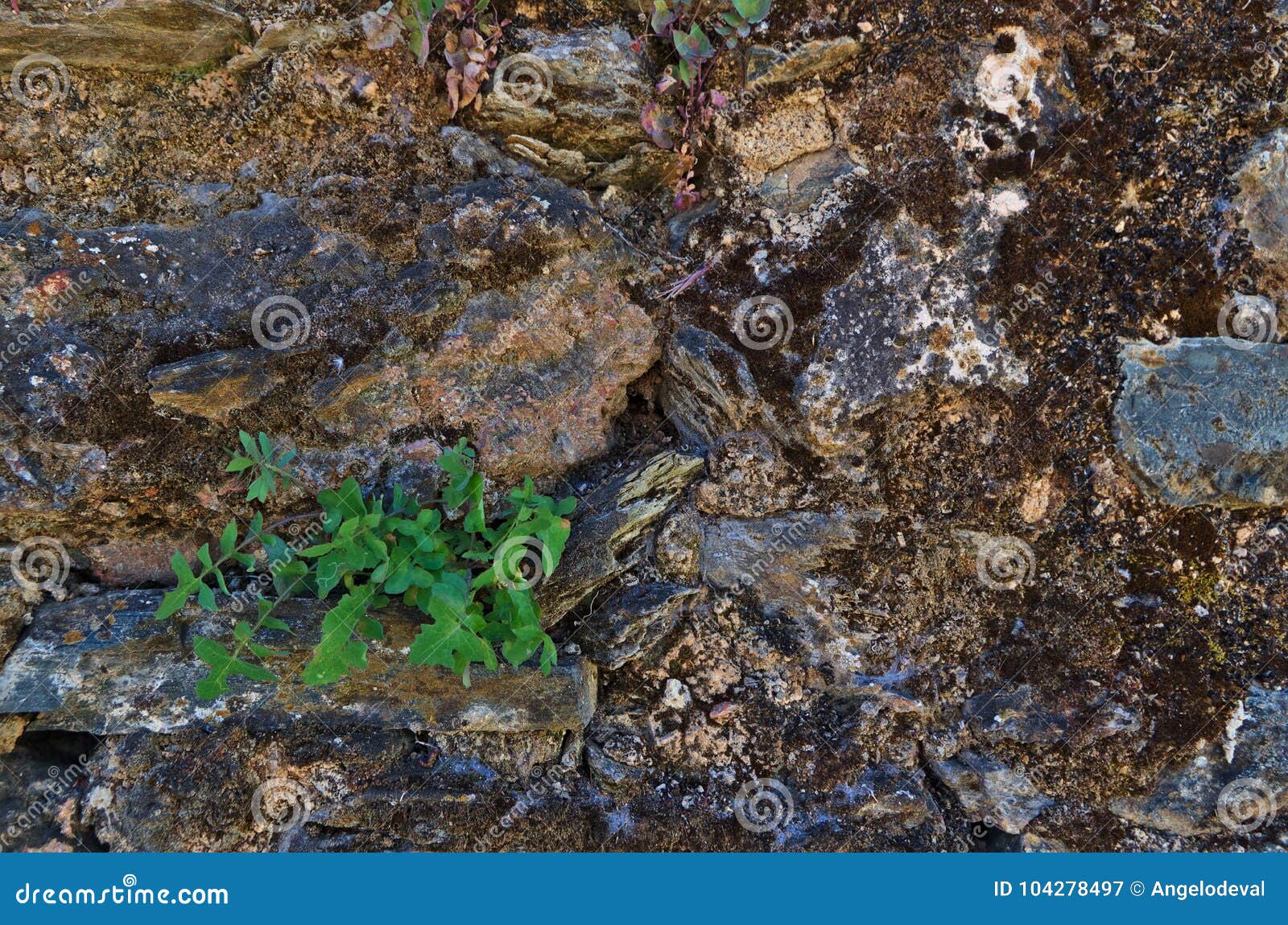Vegetation Growing on an Old Stone Wall Stock Image - Image of ...
