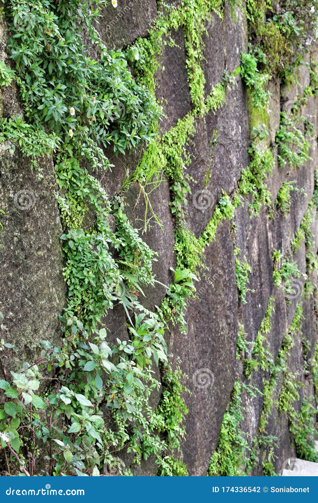 Vegetation Growing between the Stones of a Wall Stock Photo - Image of ...