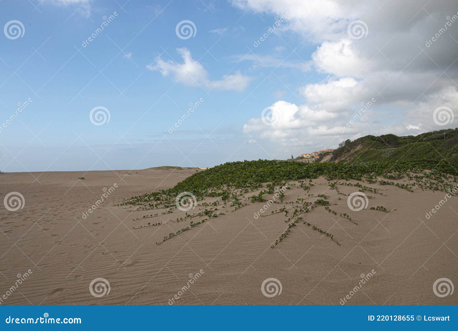 Vegetation Growning on Sand Dunes at Edge of Beach Stock Image - Image ...