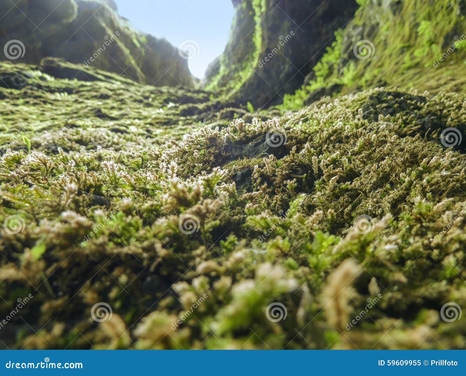 Vegetation in Iceland stock image. Image of soft, ground - 59609955