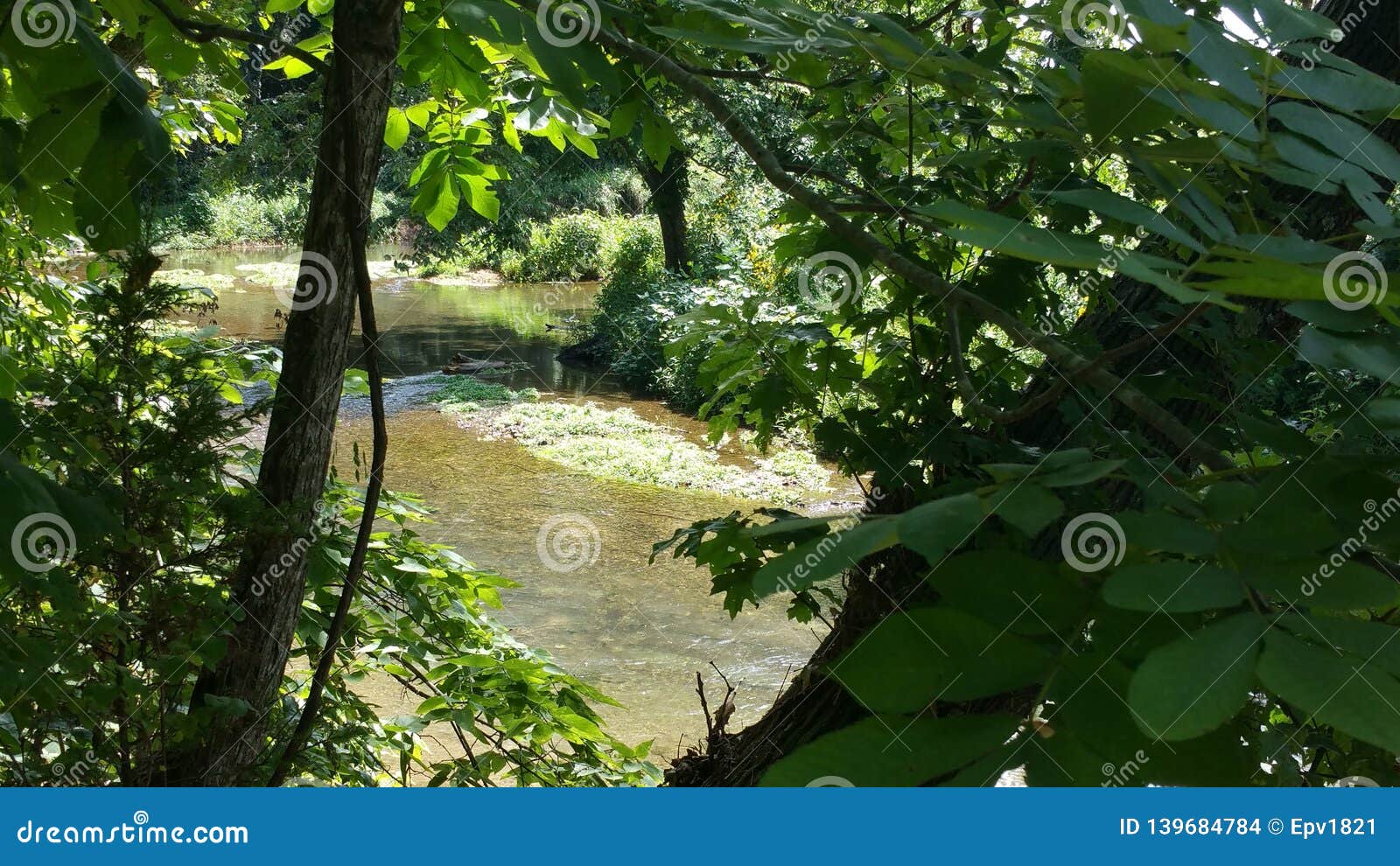 Vegetation in the river stock photo. Image of rivers - 139684784