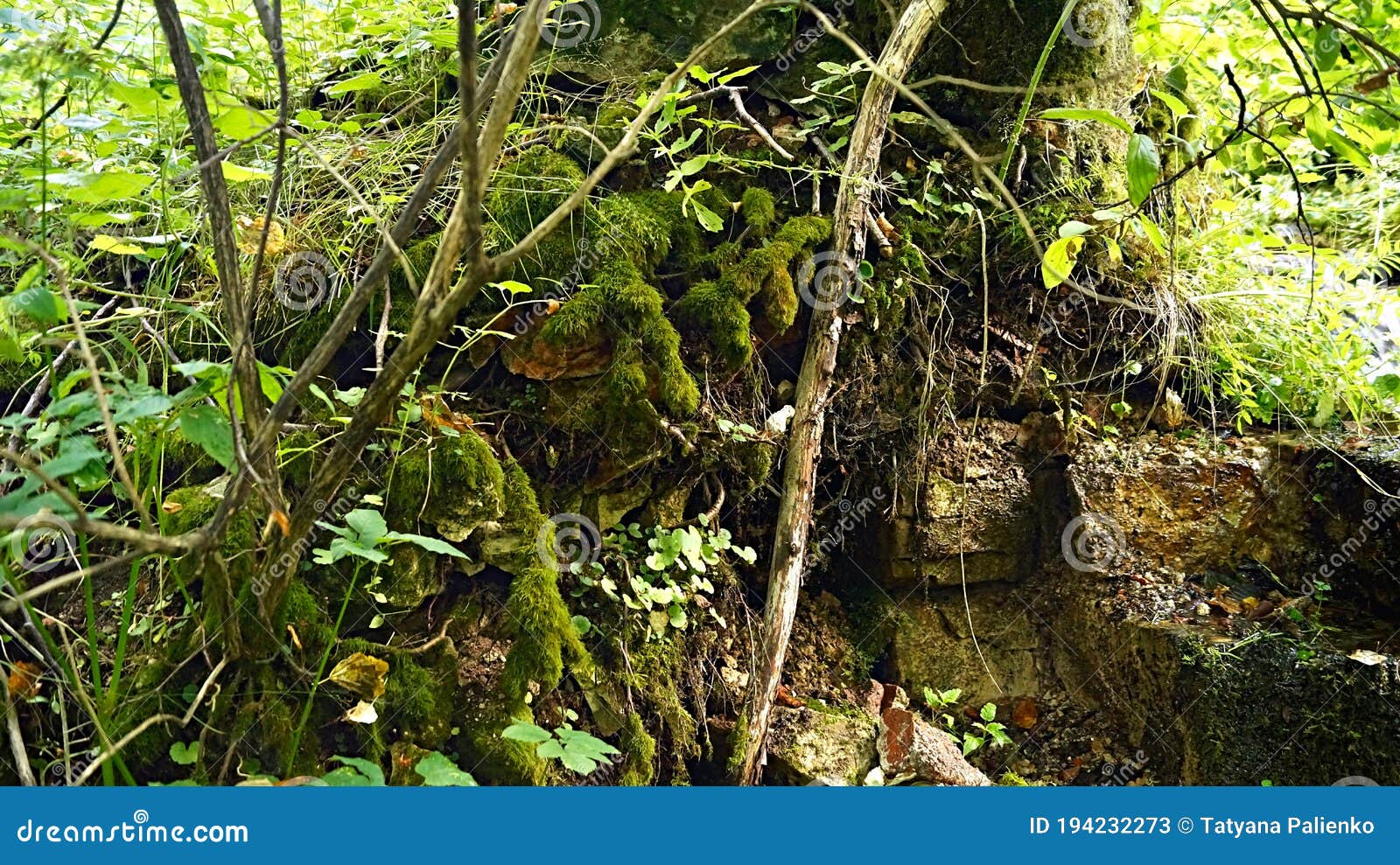 Vegetation Layer of the Soil. Stock Image - Image of scree, surface ...